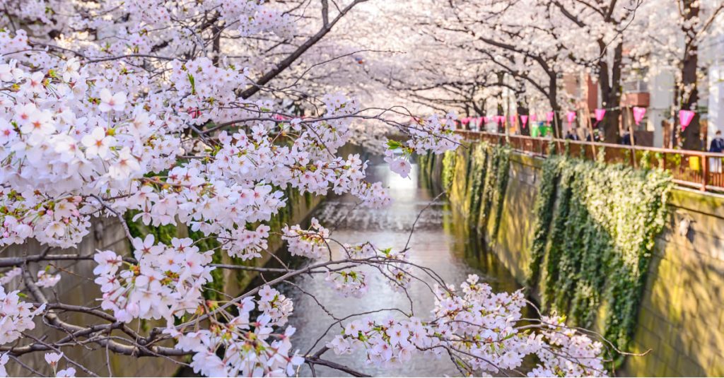 Hanami a Tokyo - Matteoingiappone