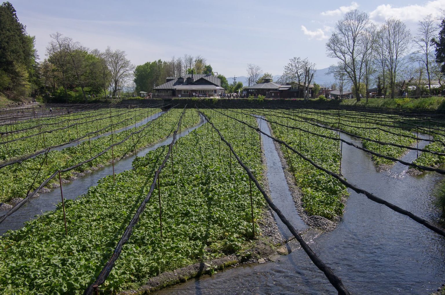 Daio Wasabi Farm - Matteoingiappone