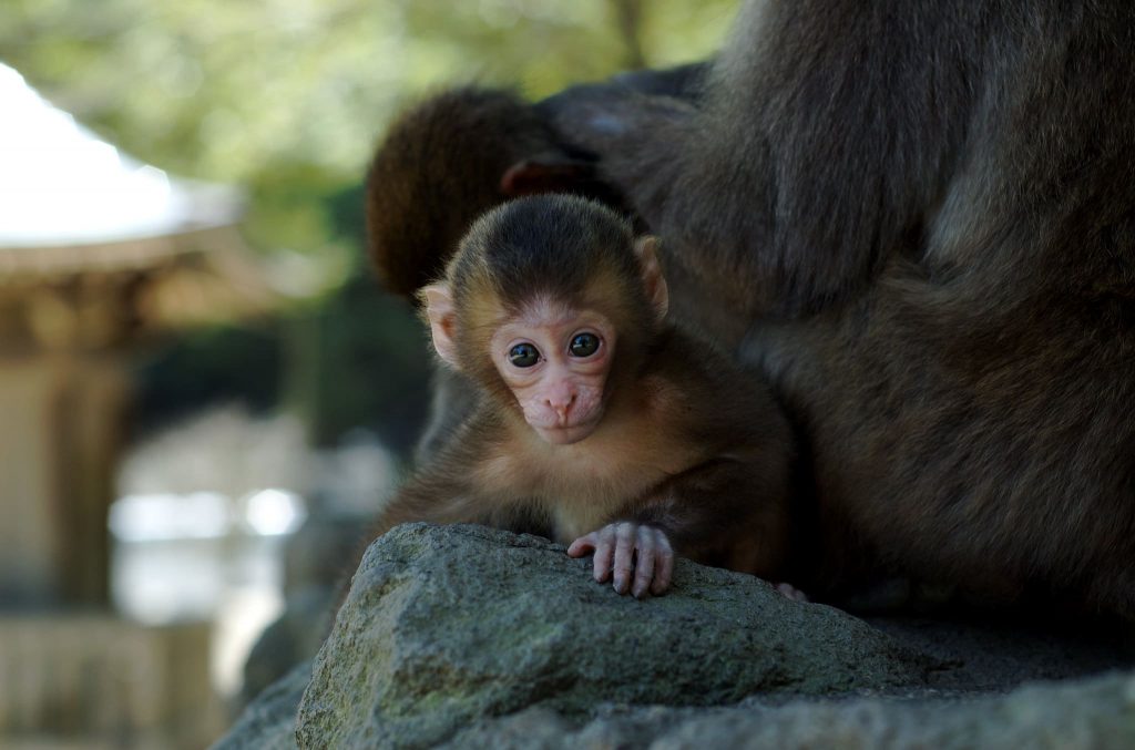 Takasakiyama Monkey Park - Matteoingiappone