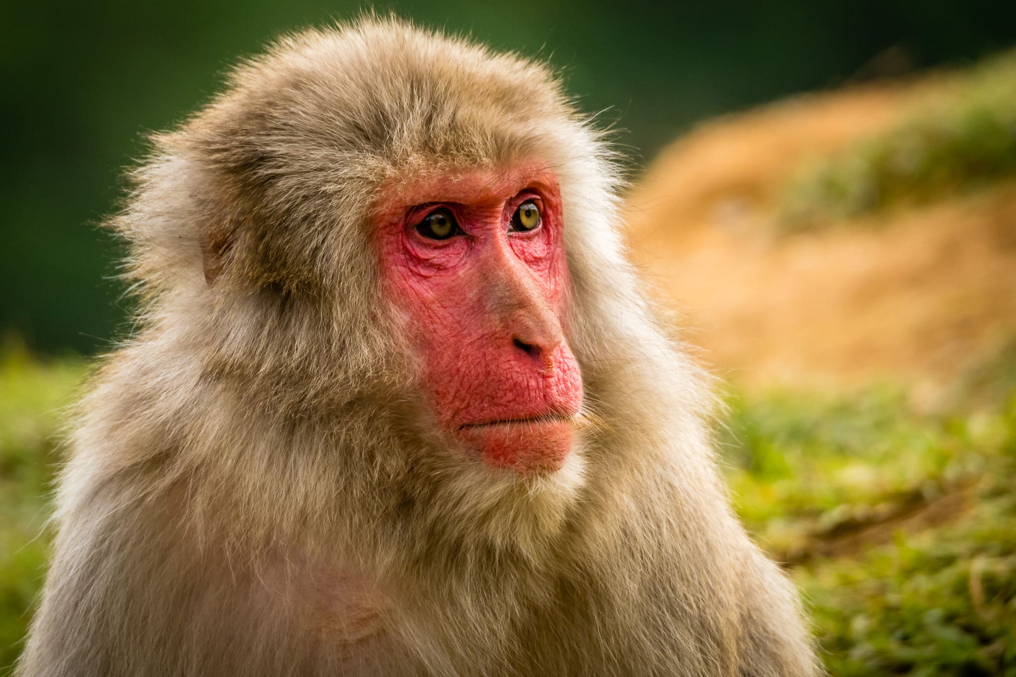 Parco delle scimmie di Iwatayama - Matteoingiappone