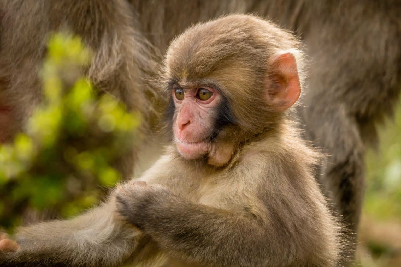 Parco delle scimmie di Iwatayama - Matteoingiappone